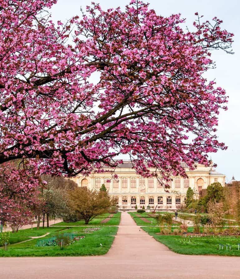 Where to see the Cherry Blossoms in Paris • Petite in Paris
