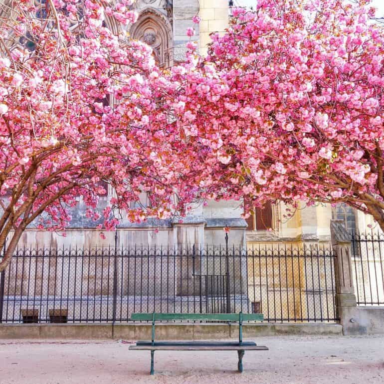 Where to see the Cherry Blossoms in Paris • Petite in Paris