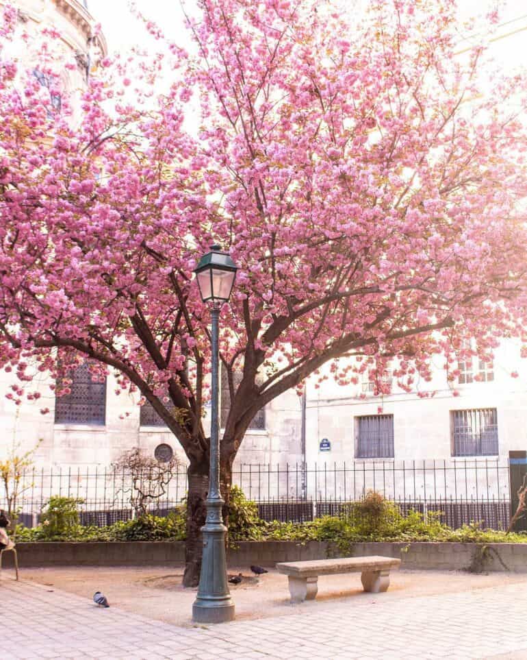Where to see the Cherry Blossoms in Paris • Petite in Paris